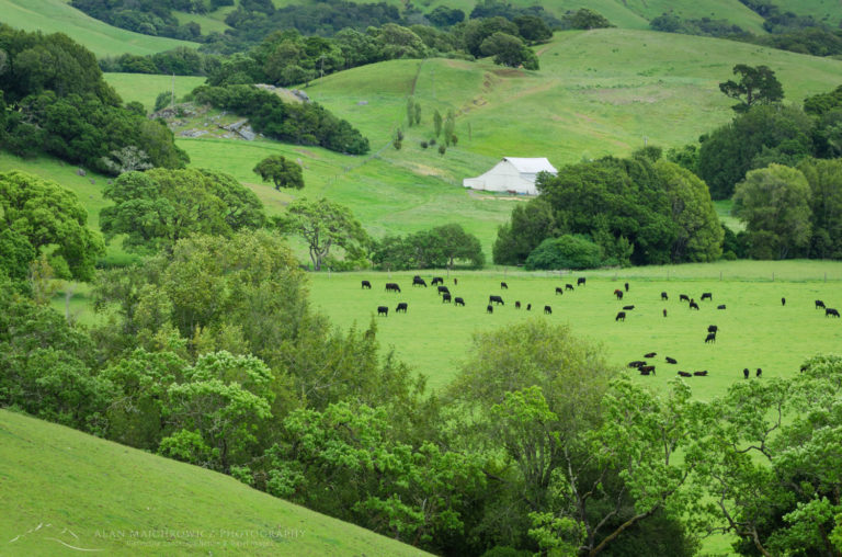 Cattle ranch Marin County California - Alan Majchrowicz Photography
