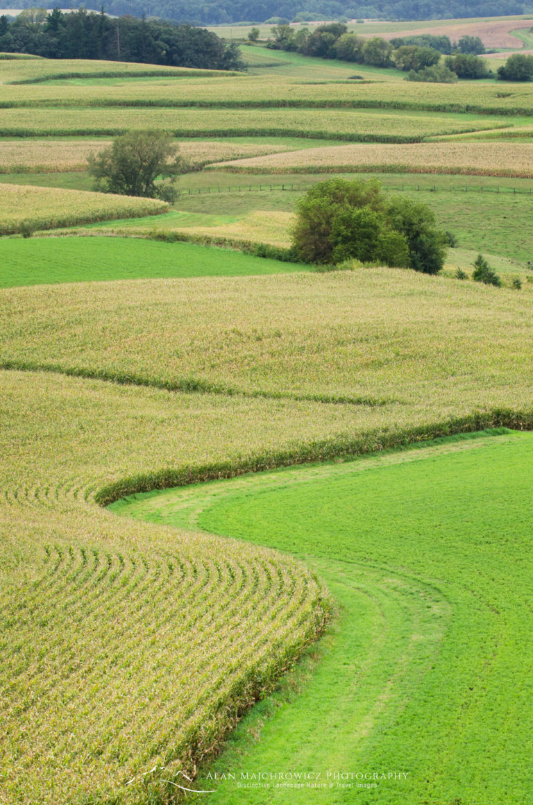 Cornfields SE Minnesota - Alan Majchrowicz Photography