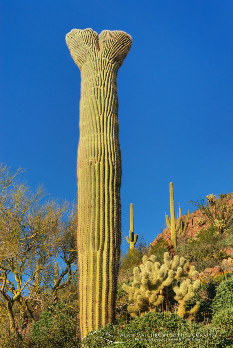 Crested Saguaro Cactus - Alan Majchrowicz Photography
