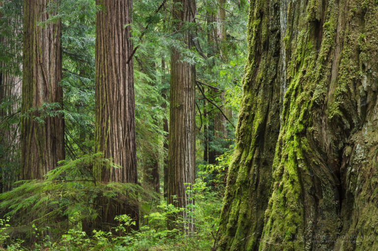 Coast Redwoods (Sequoia sempervirens) - Alan Majchrowicz Photography