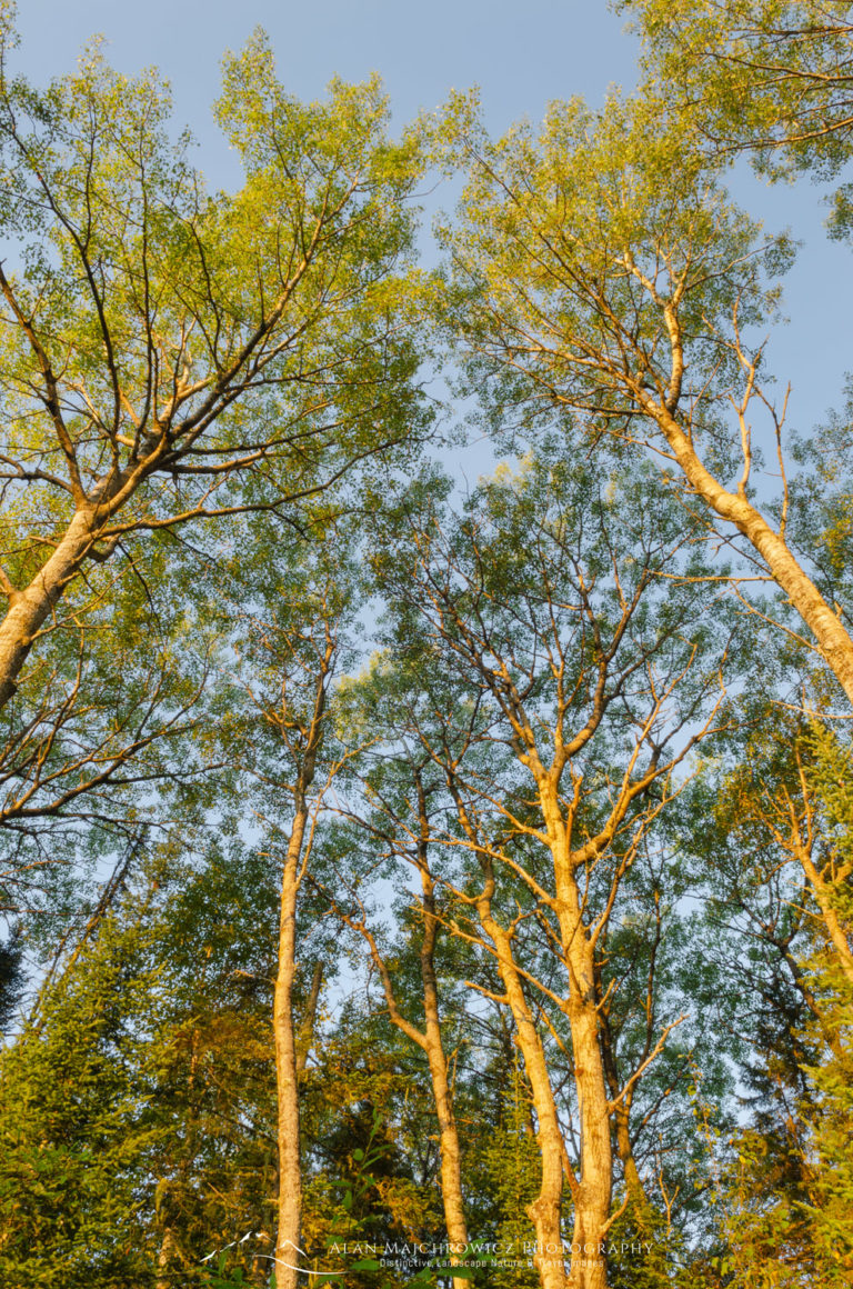 Minnesota - Alan Majchrowicz Photography Fine Art Landscape Photography