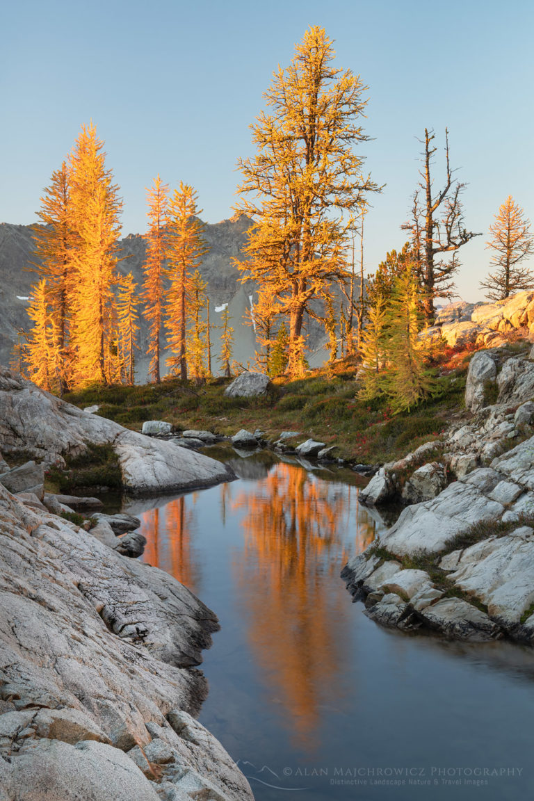 Subalpine Larches North Cascades - Alan Majchrowicz Photography