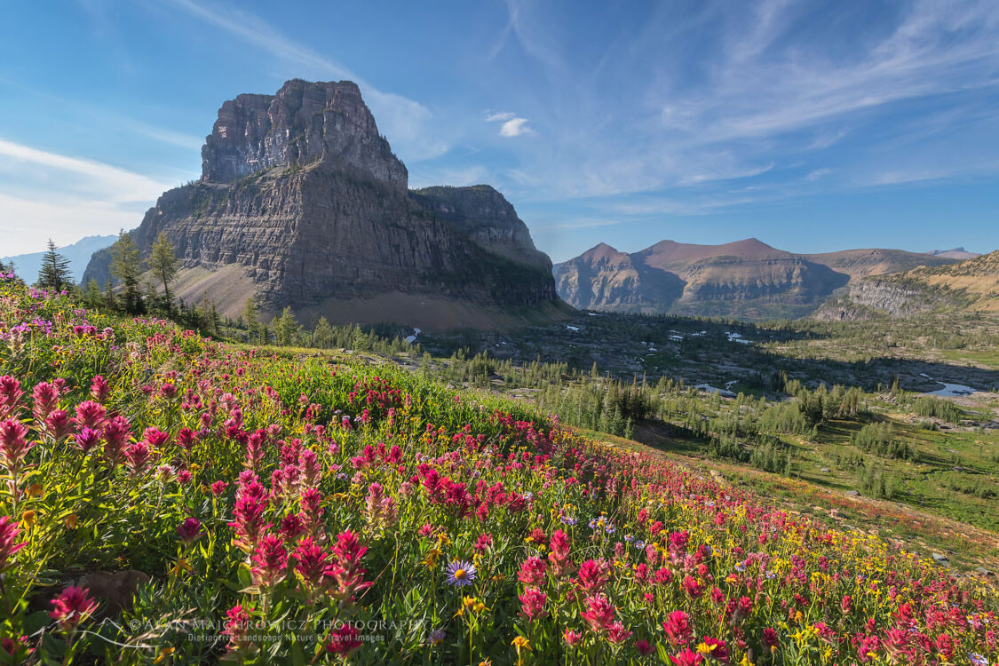 Boulder Pass wildflowers Glacier National Park - Alan Majchrowicz