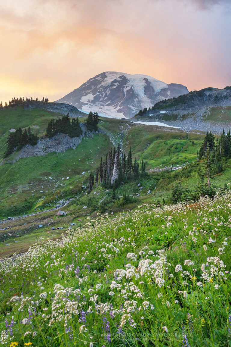 Paradise wildflower meadows Mount Rainier National Park - Alan ...