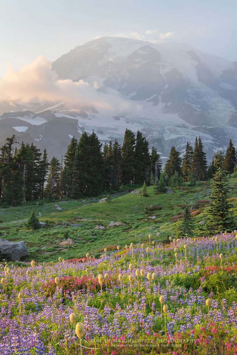 Paradise Wildflower Meadows Mount Rainier - Alan Majchrowicz Photography