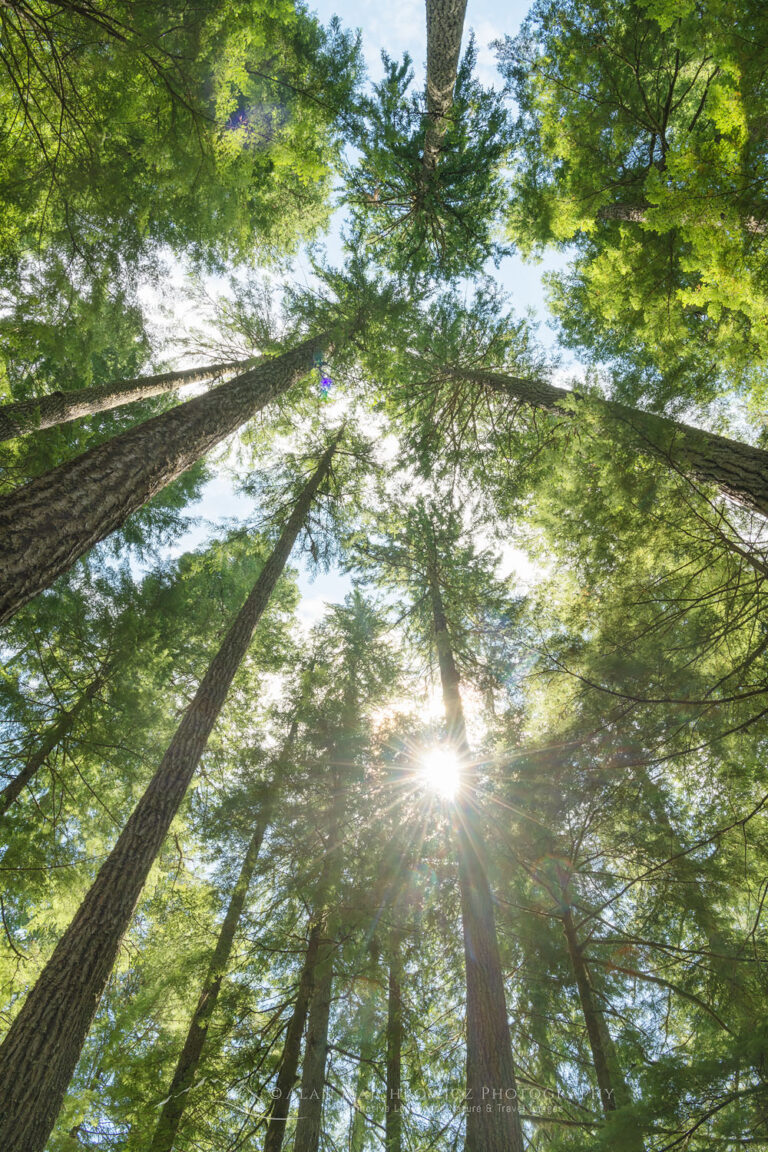 Old Growth Forest Mount Rainier - Alan Majchrowicz Photography