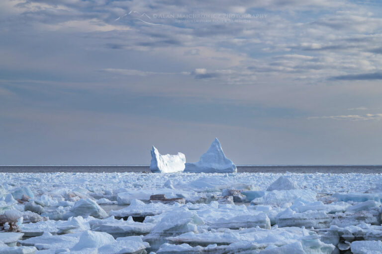 Iceberg and pack ice in Strait of Belle Isle Labrador - Alan ...