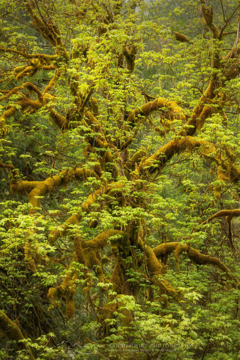 Big Leaf Maples North Cascades Washington - Alan Majchrowicz Photography