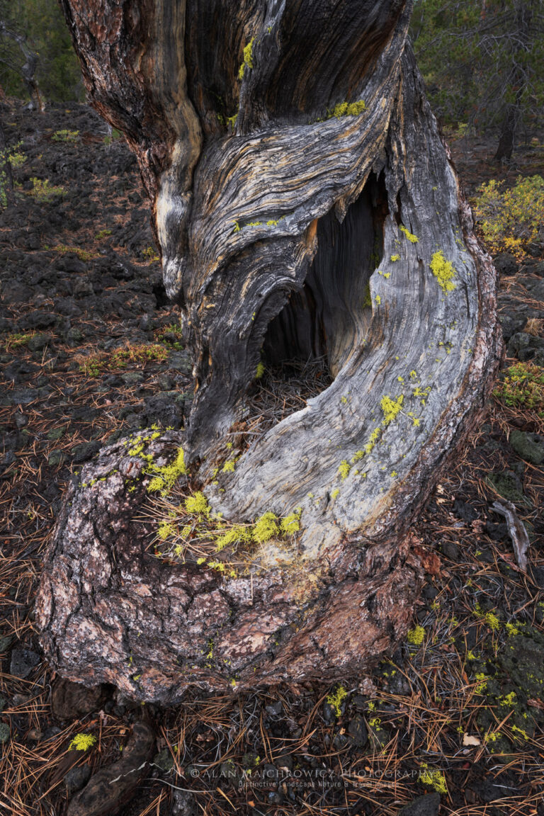 Lava Cast Forest. Newberry National Volcanic Monument - Alan ...