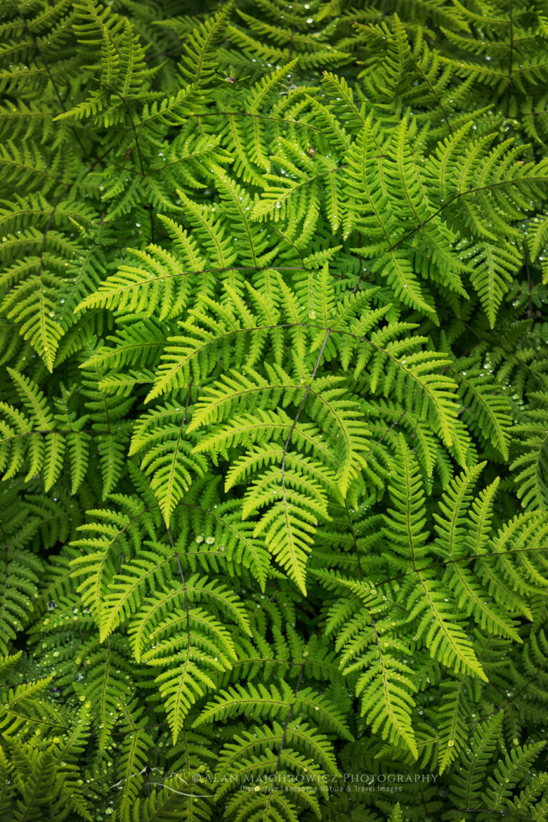 Oak Ferns - Alan Majchrowicz Photography