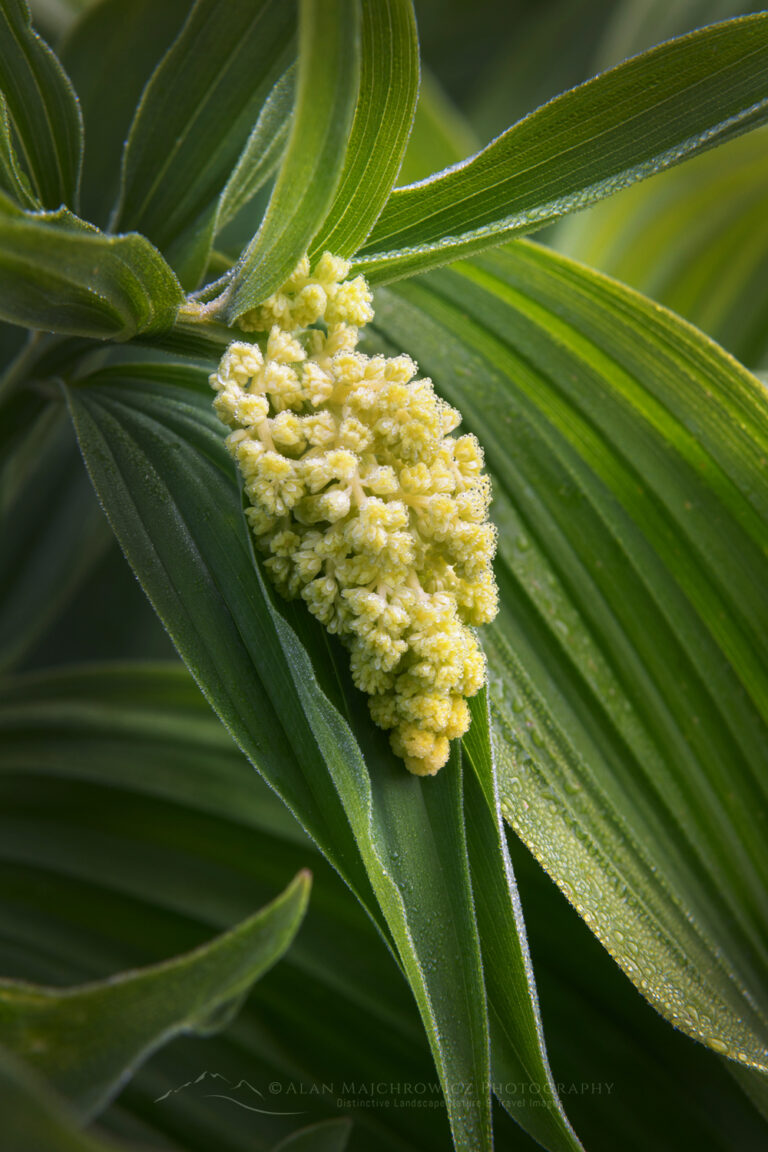 False Soloman's Seal and Corn Lily - Alan Majchrowicz Photography